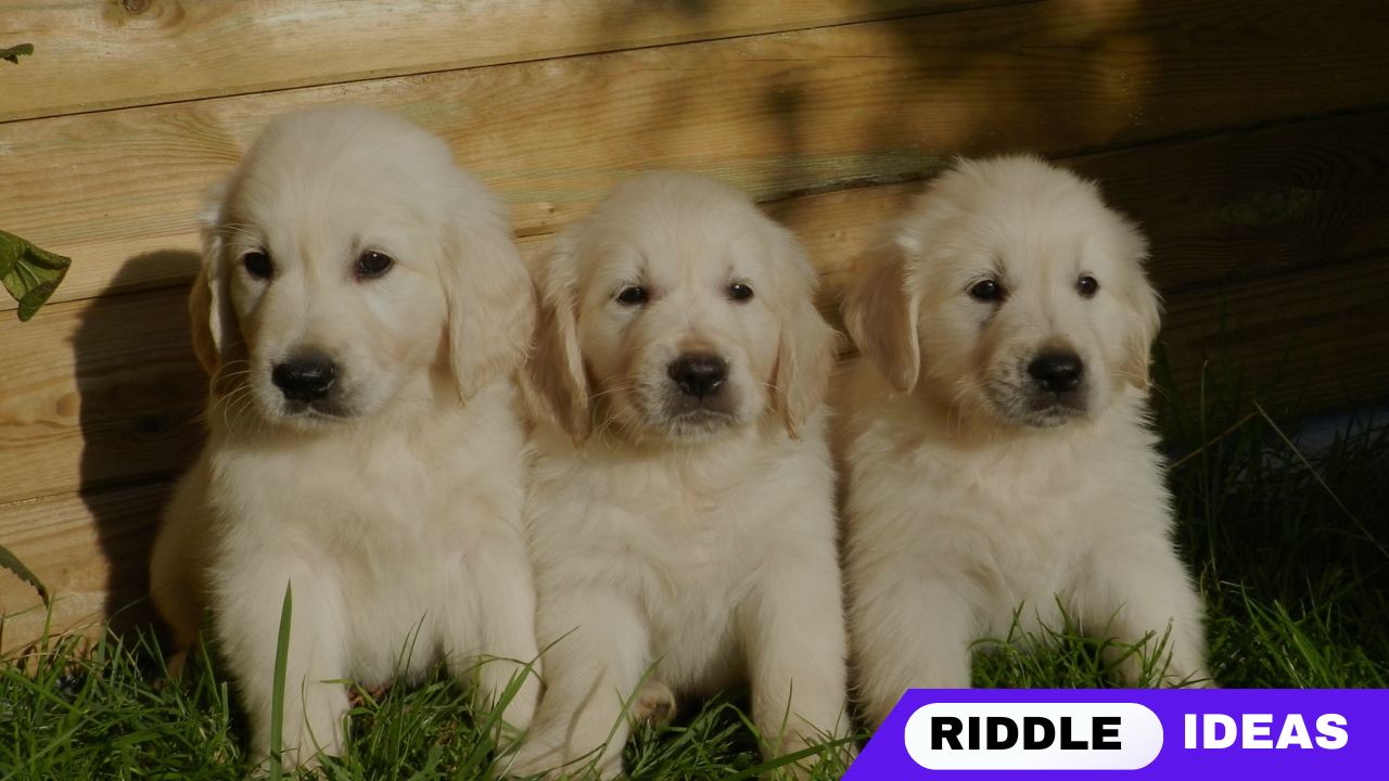 220+ Clever Solutions to the "A Dog Has Three Puppies" Best Riddle ...